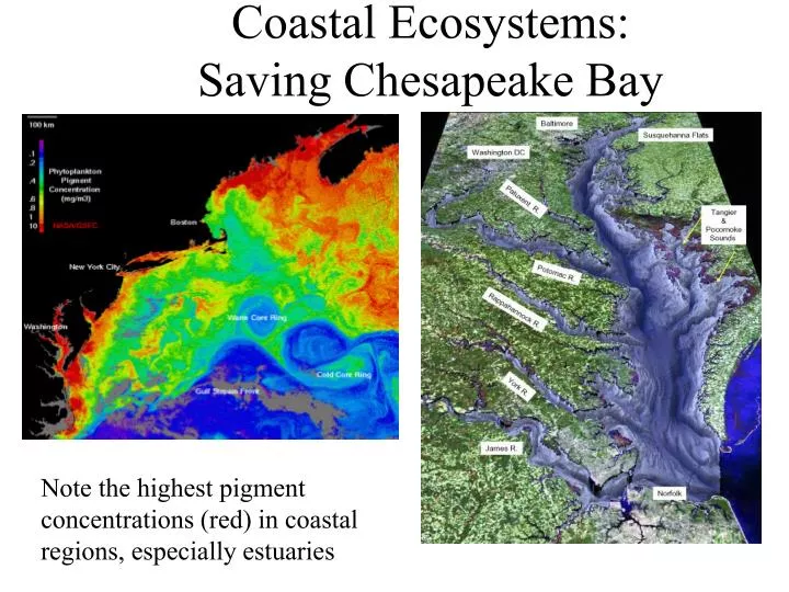 PPT - Coastal Ecosystems: Saving Chesapeake Bay PowerPoint Presentation ...