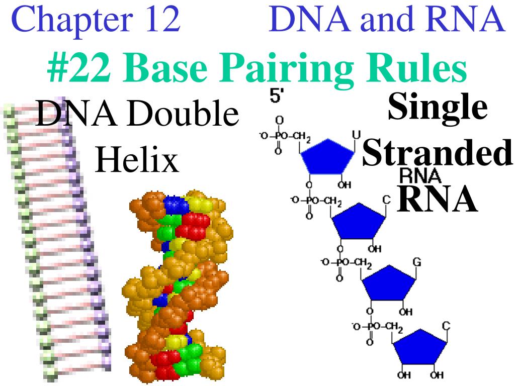 PPT Chapter 12 DNA And RNA 22 Base Pairing Rules PowerPoint PPT Chapter 12 DNA And RNA 22 Base Pairing Rules PowerPoint