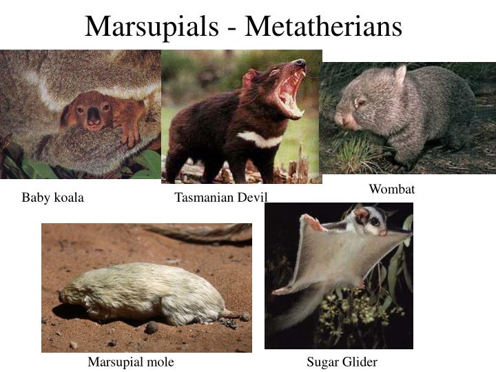 PPT - Vertebrate Diversity I The Protochordates Subphylum Vertebrata ...