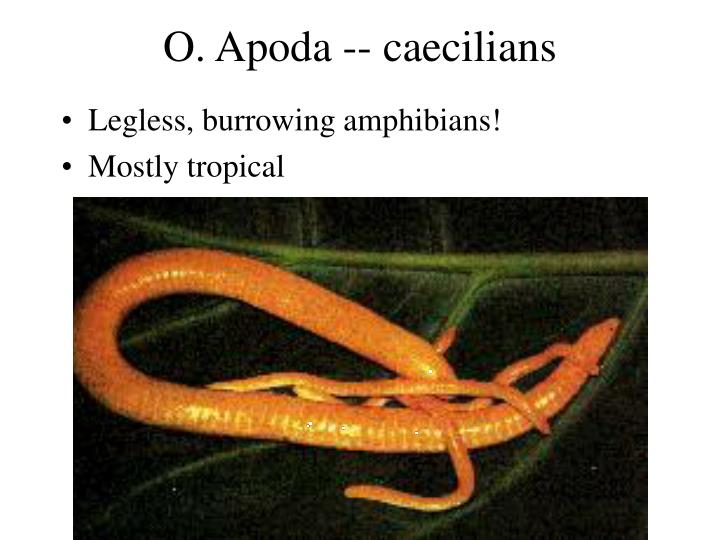 PPT - Vertebrate Diversity I The Protochordates Subphylum Vertebrata ...