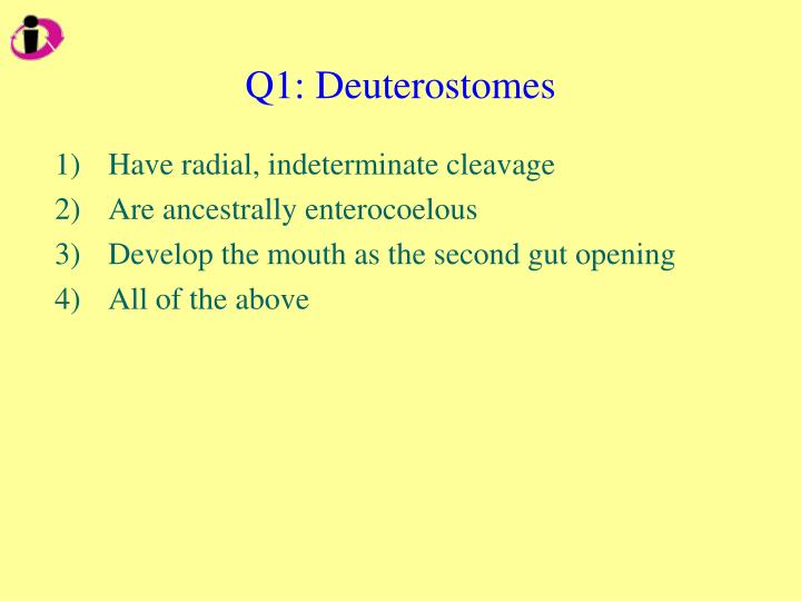 PPT - Vertebrate Diversity I The Protochordates Subphylum Vertebrata ...