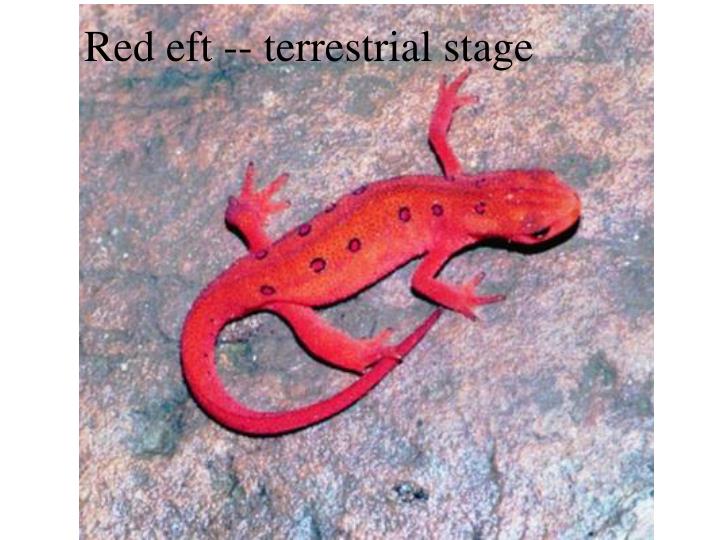 PPT - Vertebrate Diversity I The Protochordates Subphylum Vertebrata ...