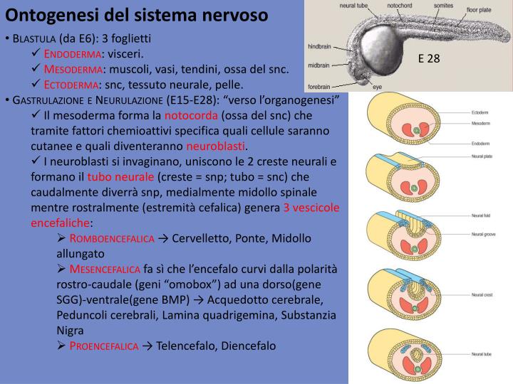PPT - Filogenesi ed ontogenesi del snc e stadi primari dell ...