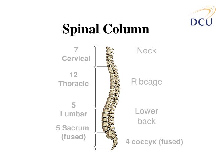 PPT - Manual Handling Training PowerPoint Presentation - ID:677069