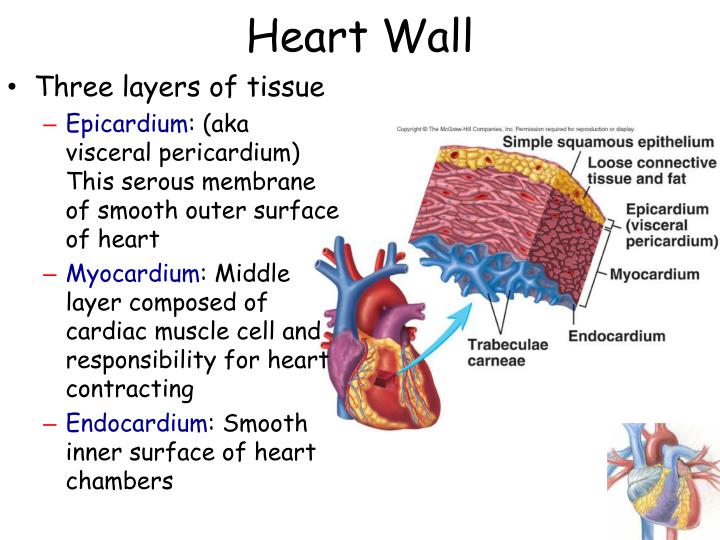 PPT - Trace the pathway of blood ( )through the body using the ...