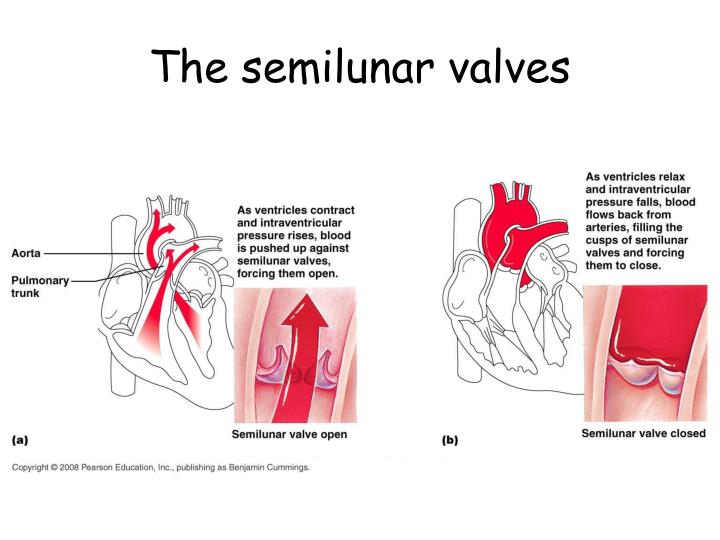 Semilunar Valve Other Name