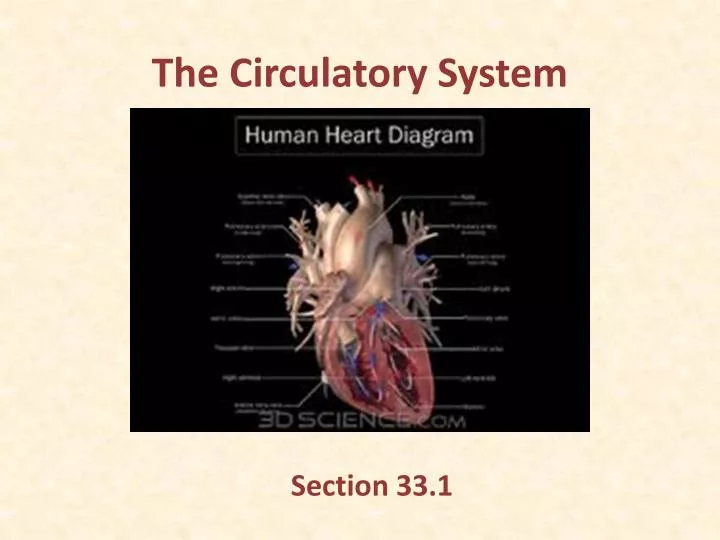 PPT - The Circulatory System PowerPoint Presentation, free download ...