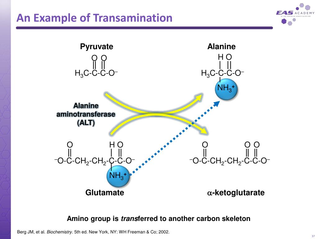 PPT - Protein and Amino Acids in Sports Nutrition PowerPoint ...