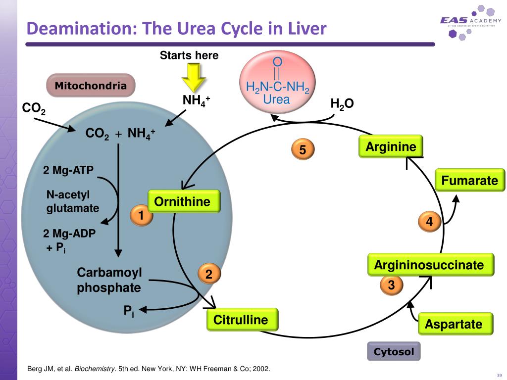 PPT - Protein and Amino Acids in Sports Nutrition PowerPoint ...