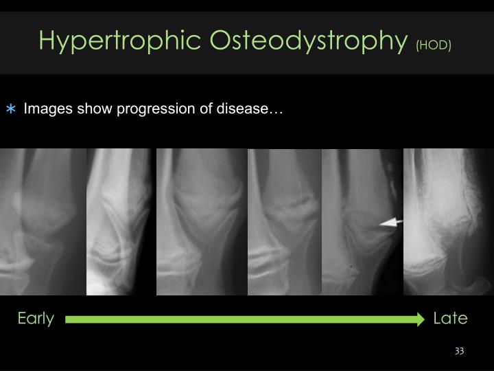 PPT - Small Animal Orthopedic Radiology Lecture 2 – Developmental Bone ...