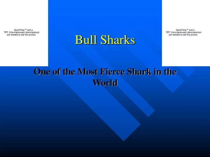 PPT - Bull Sharks PowerPoint Presentation, free download - ID:680487