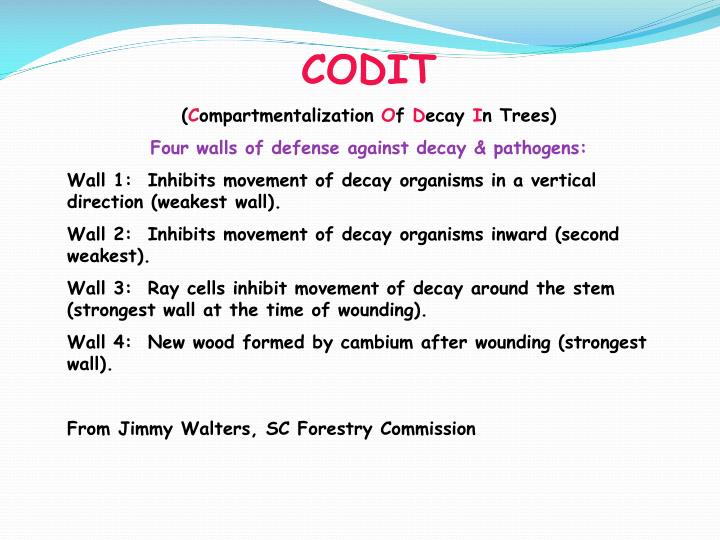 PPT - CODIT PowerPoint Presentation - ID:684576
