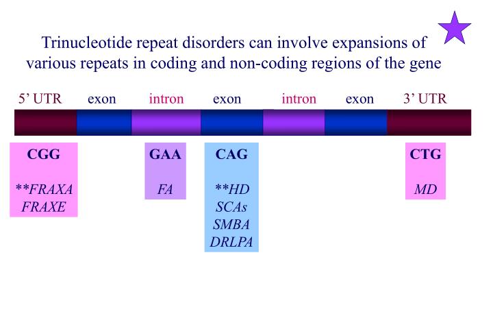 PPT - Trinucleotide repeat disorders: Huntington Disease You MUST know ...