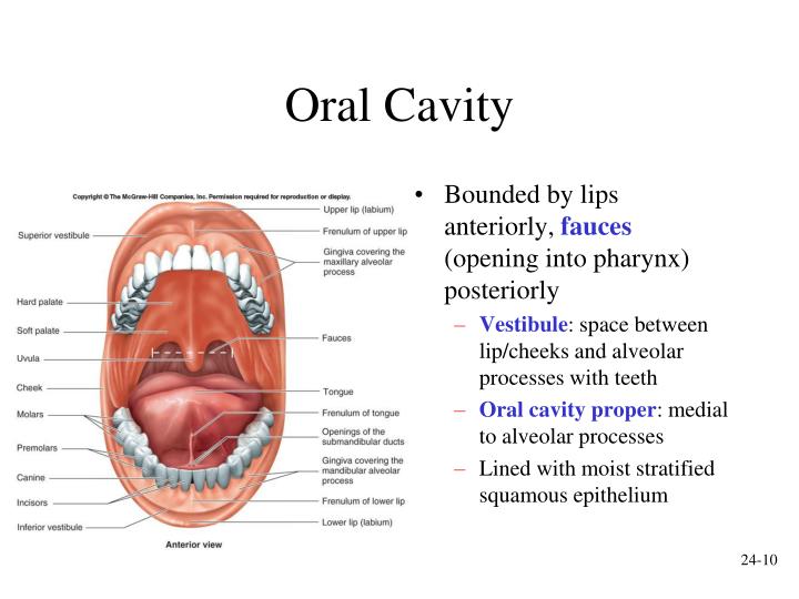 PPT - Chapter 24 PowerPoint Presentation - ID:686920