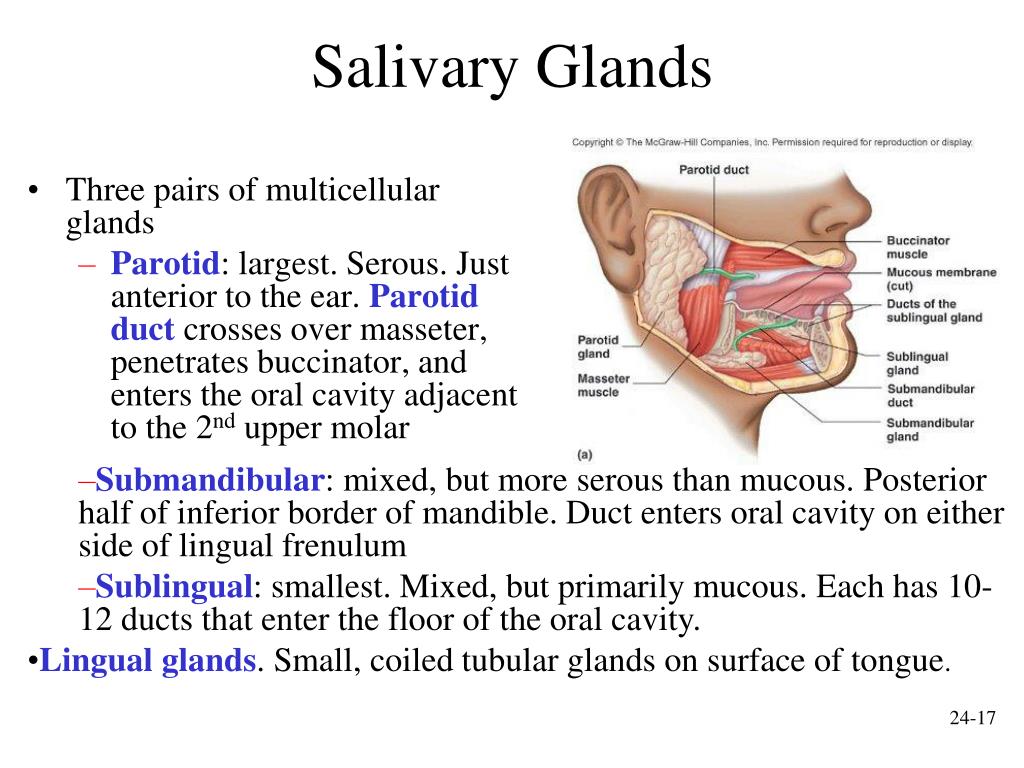 Functions Of The Salivary Glands Structure Of The Sal - vrogue.co Functions Of The Salivary Glands Structure Of The Sal - vrogue.co