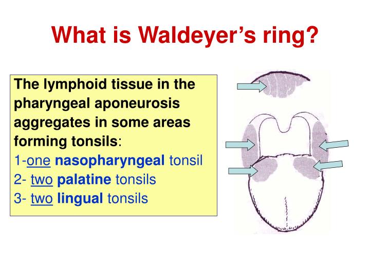 PPT - Anatomy of The Pharynx PowerPoint Presentation - ID:689255