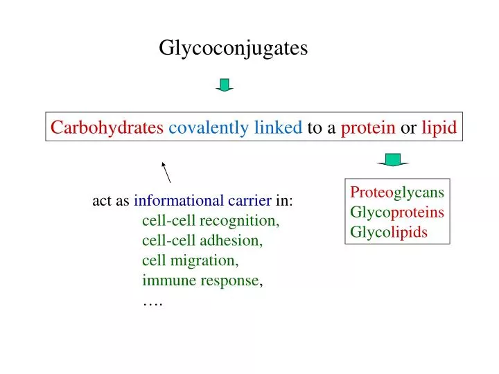 PPT - Glycoconjugates PowerPoint Presentation, free download - ID:690583