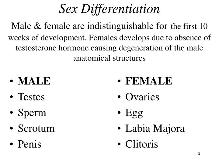 PPT - Chapter 28 The Female Reproductive System PowerPoint Presentation ...