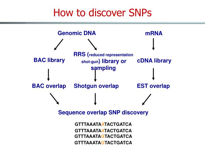 PPT - Gene Variations single nucleotides polymorphism & copy number ...