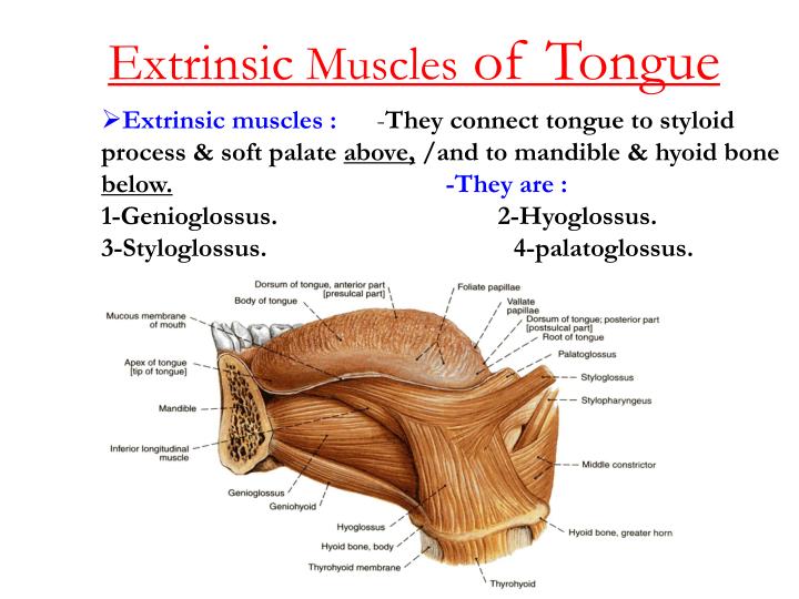 Your tongue is the only muscle in your body that is attached at only ...