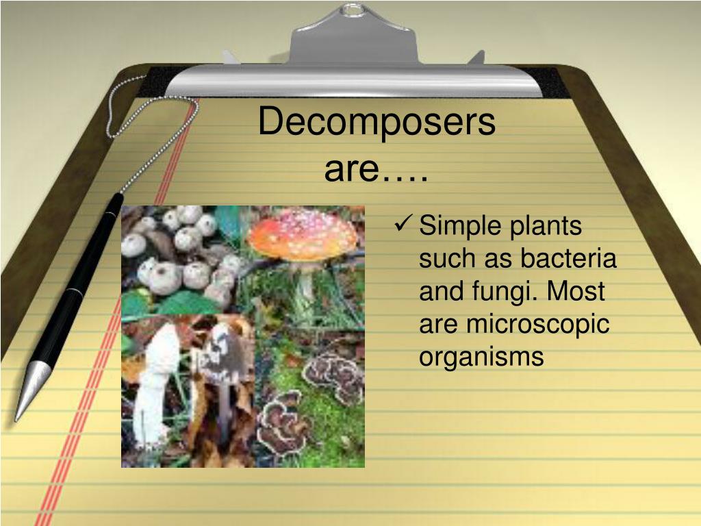 PPT - The Role of Decomposers in the Ecosystem PowerPoint Presentation ... PPT - The Role of Decomposers in the Ecosystem PowerPoint Presentation ...