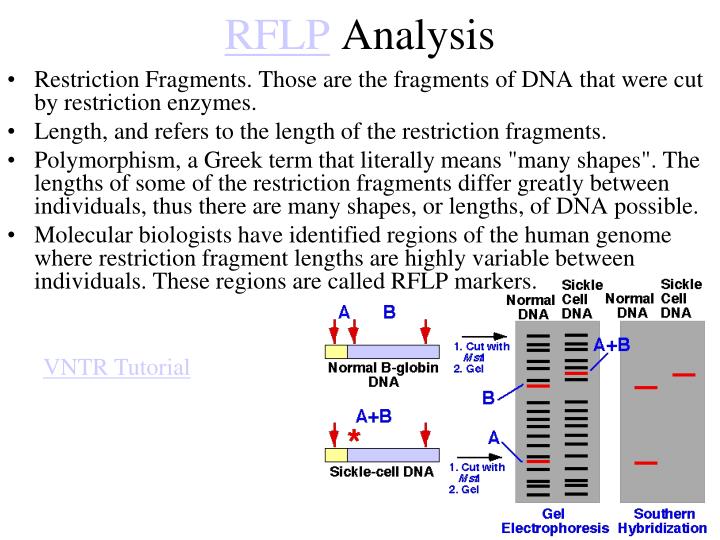 PPT - DNA Technology a Dr. Production PowerPoint Presentation - ID:695664