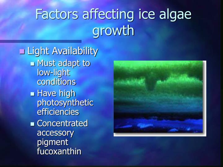 PPT - Sea Ice Algae PowerPoint Presentation - ID:696284