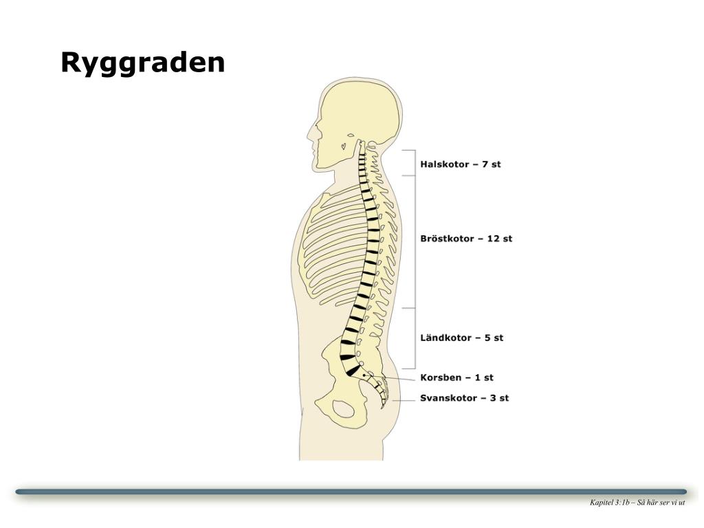 PPT - BILDMATERIAL BELASTNINGSERGONOMI PowerPoint Presentation, free ...