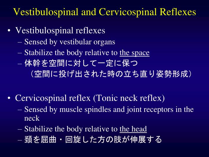 PPT - 前庭系の機能 Functional Aspects of the Vestibular System PowerPoint ...