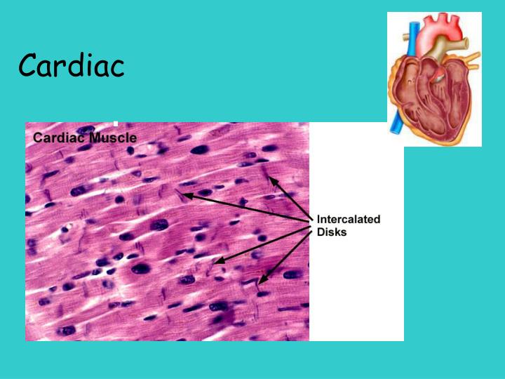 PPT - Human Tissues PowerPoint Presentation - ID:700581