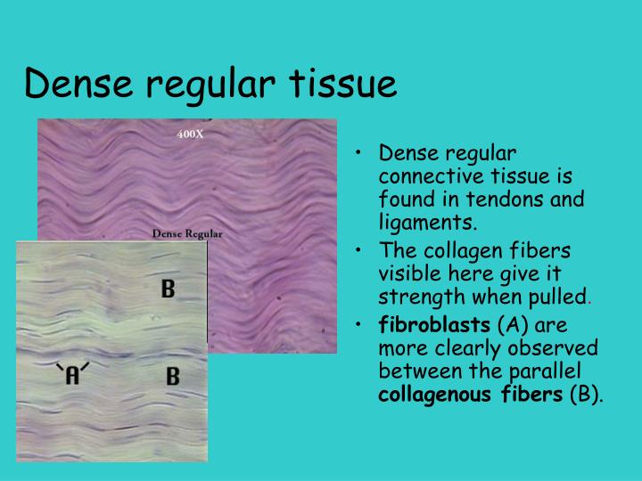 PPT - Human Tissues PowerPoint Presentation - ID:700581