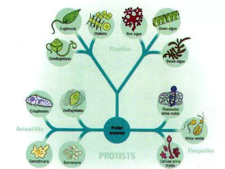 PPT - Protozoa PowerPoint Presentation, free download - ID:702322