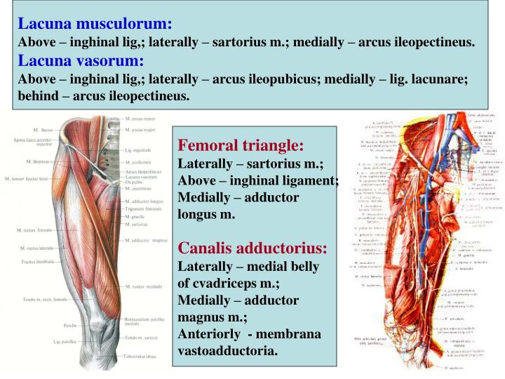 PPT - Functional anatomy of the muscles of the limbs PowerPoint ...