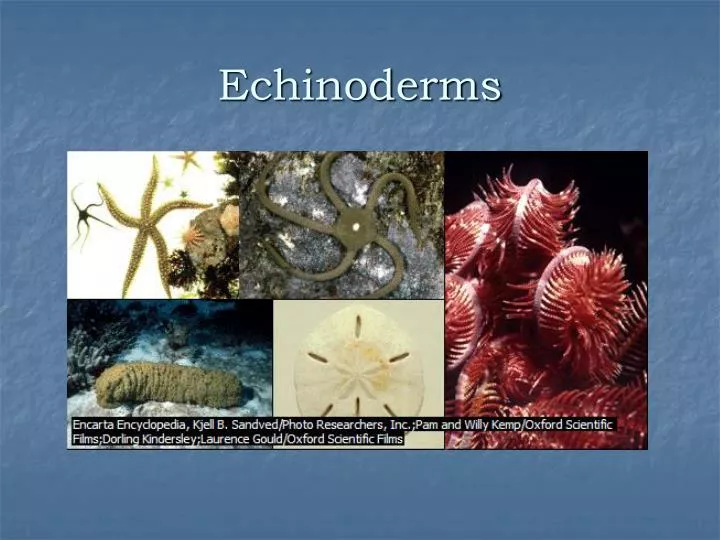 PPT - Echinoderms PowerPoint Presentation, free download - ID:702933