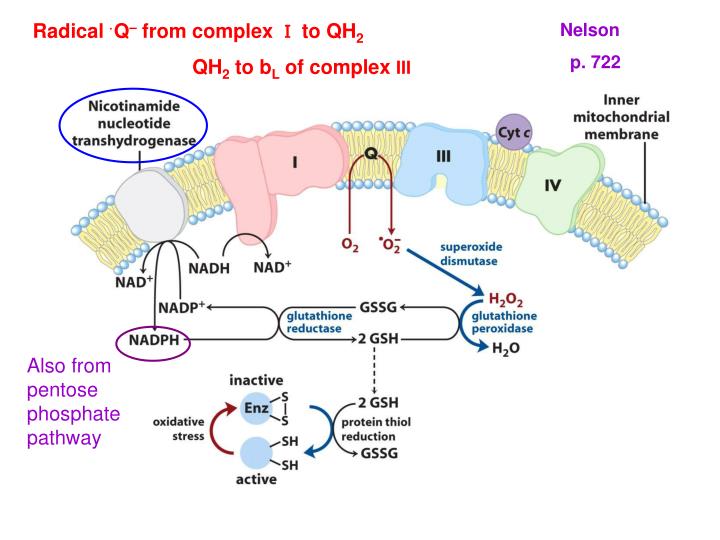 PPT - Chapter 18 Oxidative phosphorylation PowerPoint Presentation - ID ...