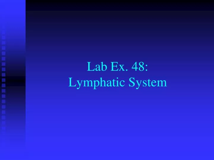 PPT - Lab Ex. 48: Lymphatic System PowerPoint Presentation, free ...