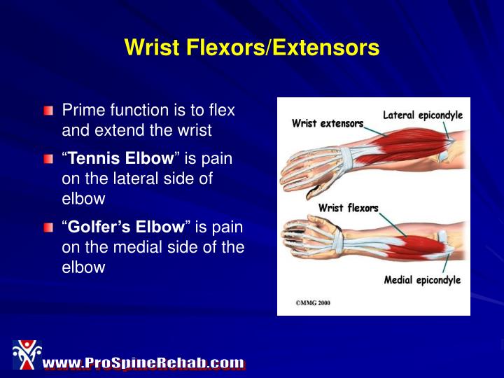 PPT - Ergonomics: Health Implications for Dental Hygienists PowerPoint ...