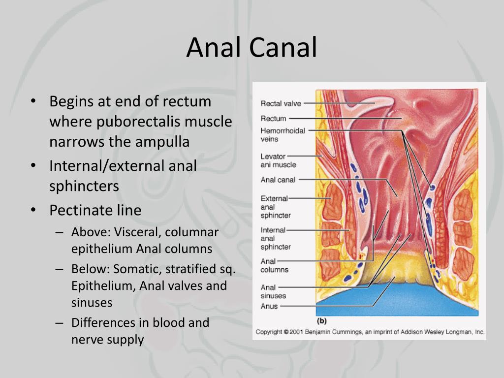 Ppt Colon Rectum Anal Canal Powerpoint Presentation Free Download