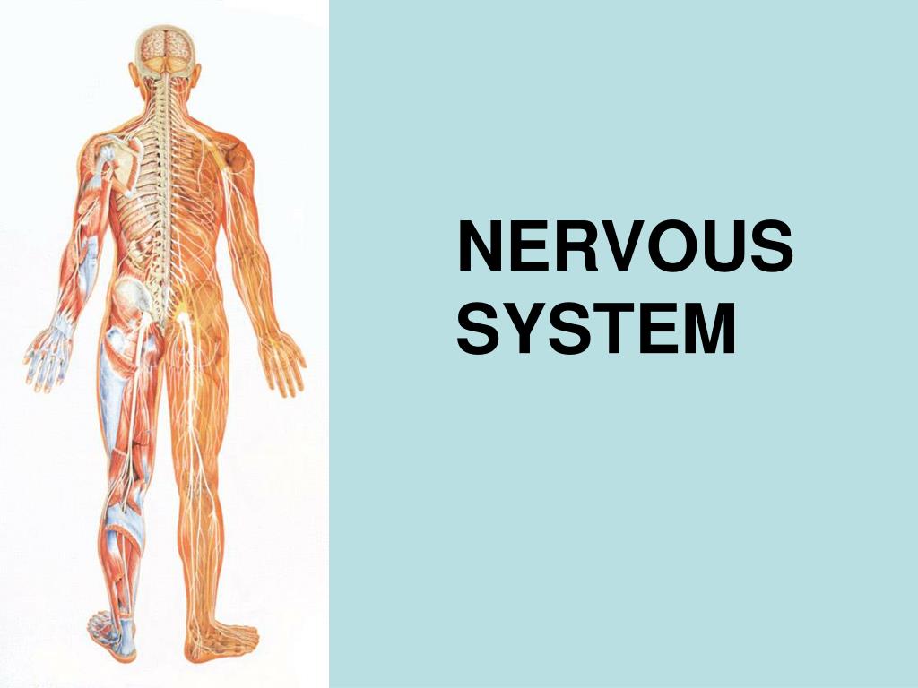 Ppt Nervous System Powerpoint Presentation Free Download Id 70613