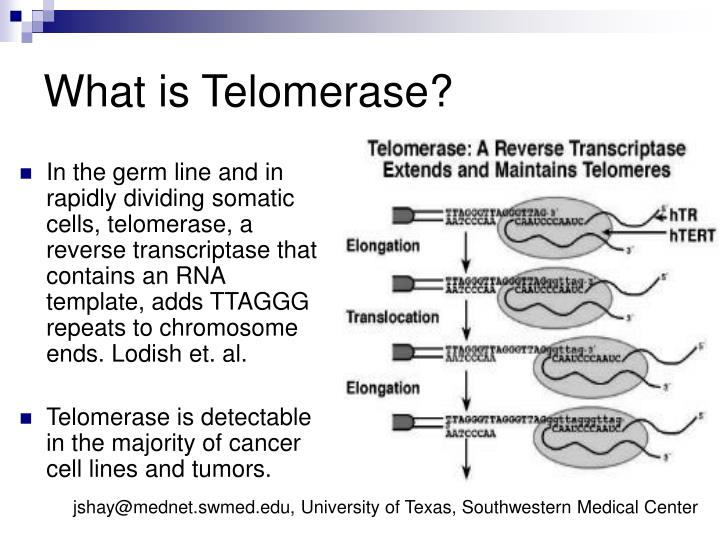 PPT - Telomeres and Telomerase in Cancer PowerPoint Presentation - ID ...