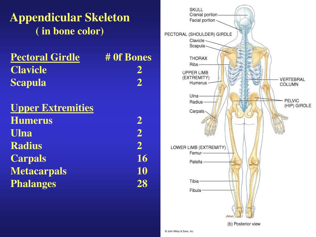 PPT Functions Of The Skeletal System PowerPoint Presentation Free PPT Functions Of The Skeletal System PowerPoint Presentation Free