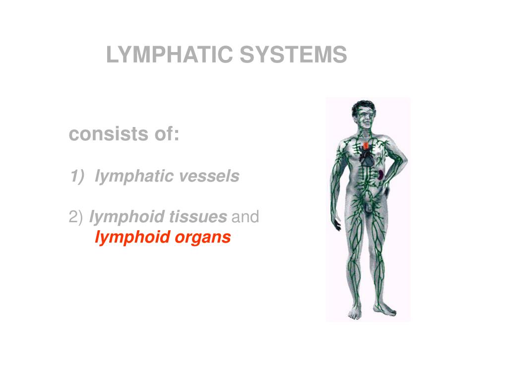 Ppt Lymphatic Systems Powerpoint Presentation Free Download Id 707734