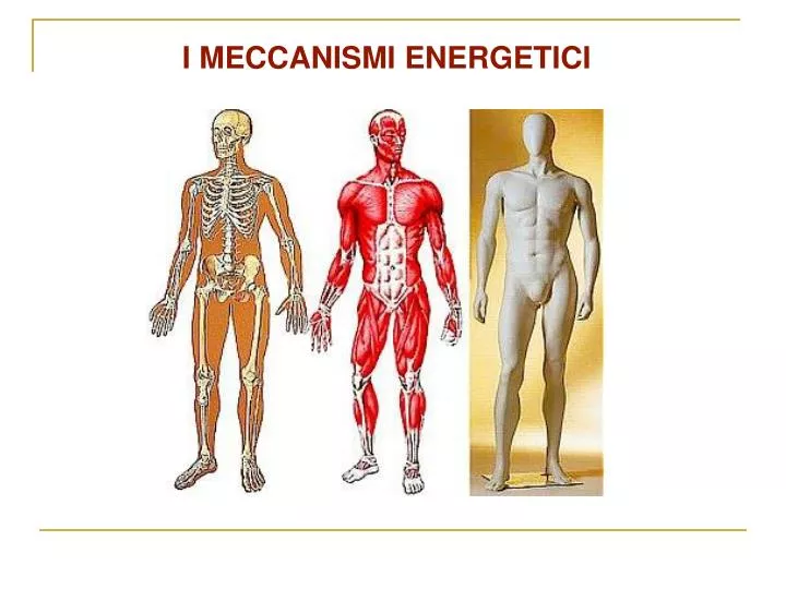 PPT - I MECCANISMI ENERGETICI PowerPoint Presentation, free download ...