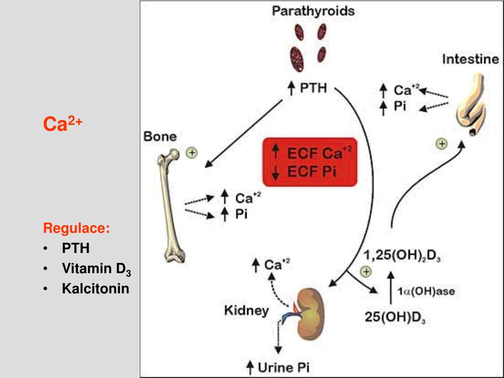 PPT - VYŠETŘENÍ PORUCH ENDOKRINNÍHO SYSTÉMU Dr. Pavel Maruna PowerPoint ...