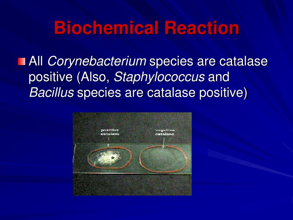PPT - Aerobic Non-Spore Forming Gram-Positive Bacilli PowerPoint ... PPT - Aerobic Non-Spore Forming Gram-Positive Bacilli PowerPoint ...