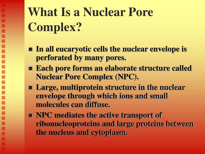 PPT - Signal-Mediated Transport Through Nuclear Pore Complex PowerPoint ...