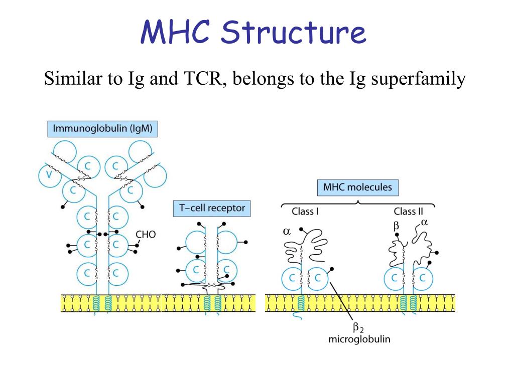 PPT - Introduction to Immunology PowerPoint Presentation, free download ...