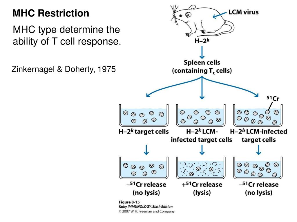 PPT - Introduction to Immunology PowerPoint Presentation, free download ...