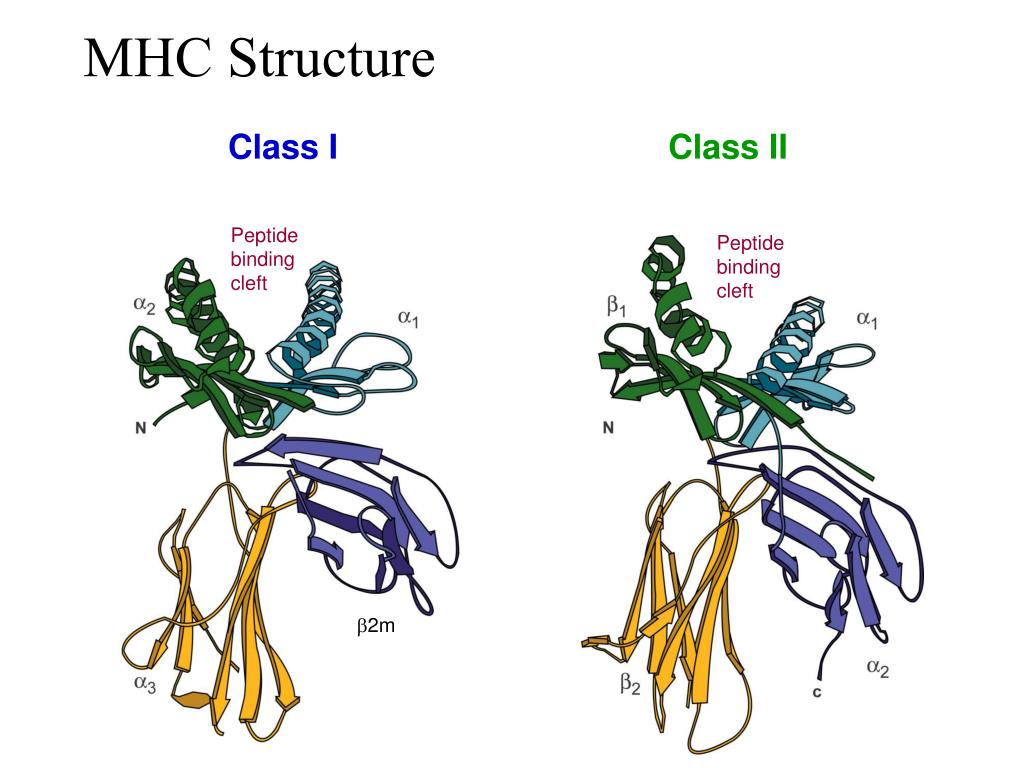 PPT - Introduction to Immunology PowerPoint Presentation, free download ...