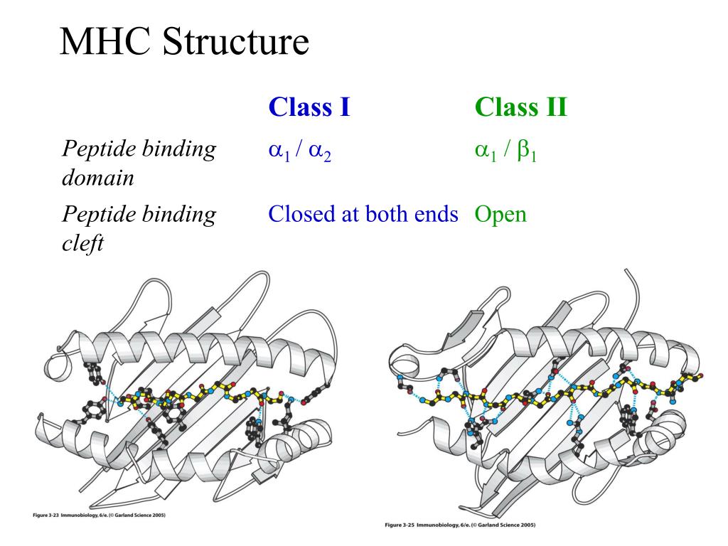 PPT - Introduction to Immunology PowerPoint Presentation, free download ...